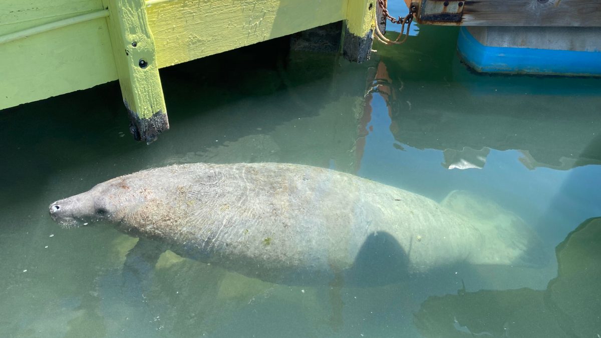 Cow Key Marina | Key West Watersport Tours & Rentals