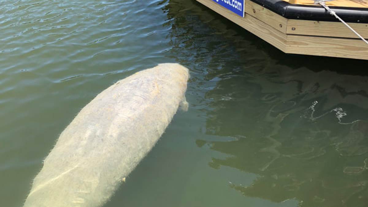 Cow Key Marina | Key West Watersport Tours & Rentals